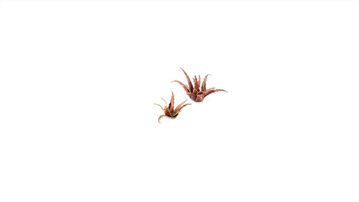 Laser Cut Plants Red Aloe - Gamers Grass – Dark Castle Terrain